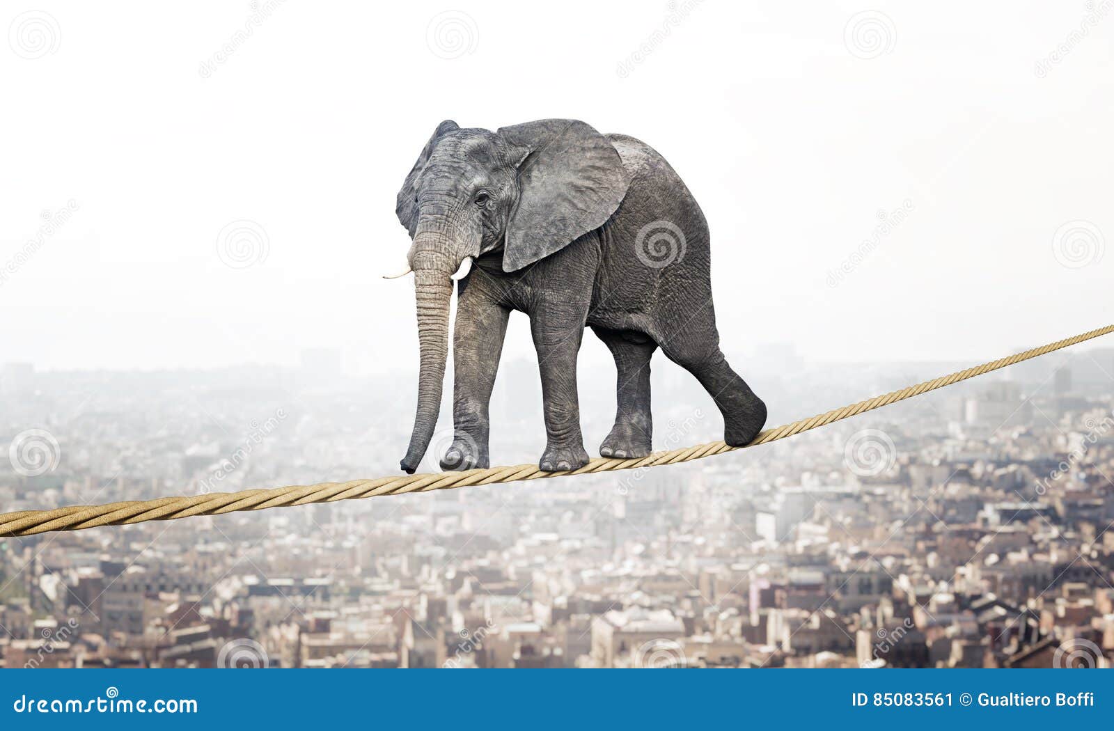 Elephant on rope stock image. Image of abstract, rope - 85083561