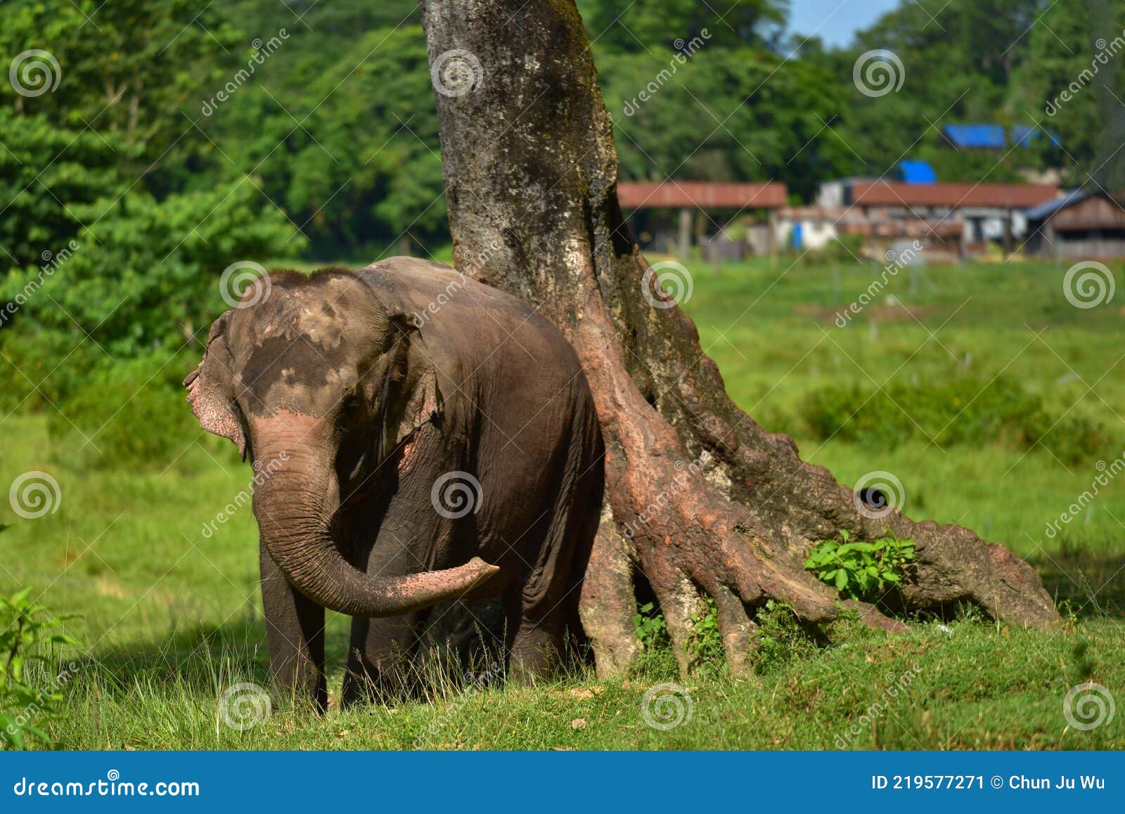 Elephant Rubbing His Tasks Tasks At A Tree Stock Image | CartoonDealer ...