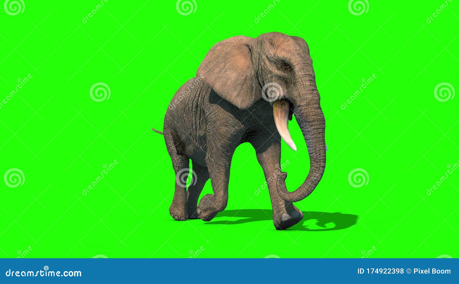 Elephant Runcycle Short Tusks Loop Front Green Screen 3D Rendering ...