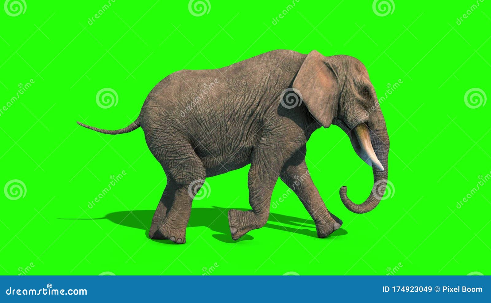 Elephant Runcycle Short Tusks Loop Side Green Screen 3D Rendering ...