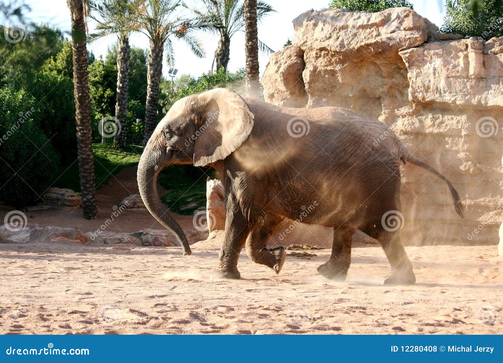 Elephant running stock photo. Image of safari, running - 12280408
