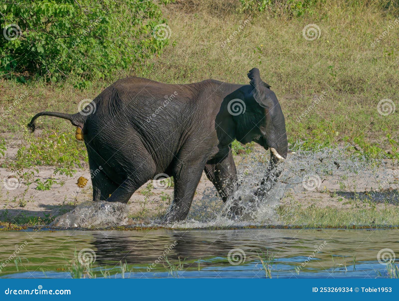 Elephant Running on the Banks on Chobe River Stock Photo - Image of ...