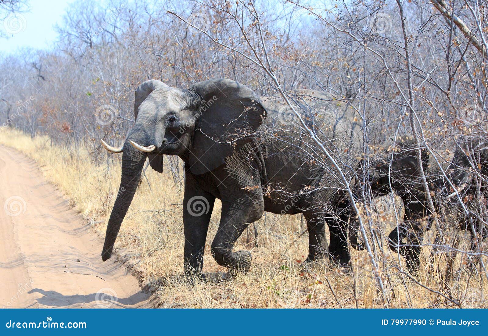 Elephant Running Scared from Behind Bush Stock Photo - Image of close ...