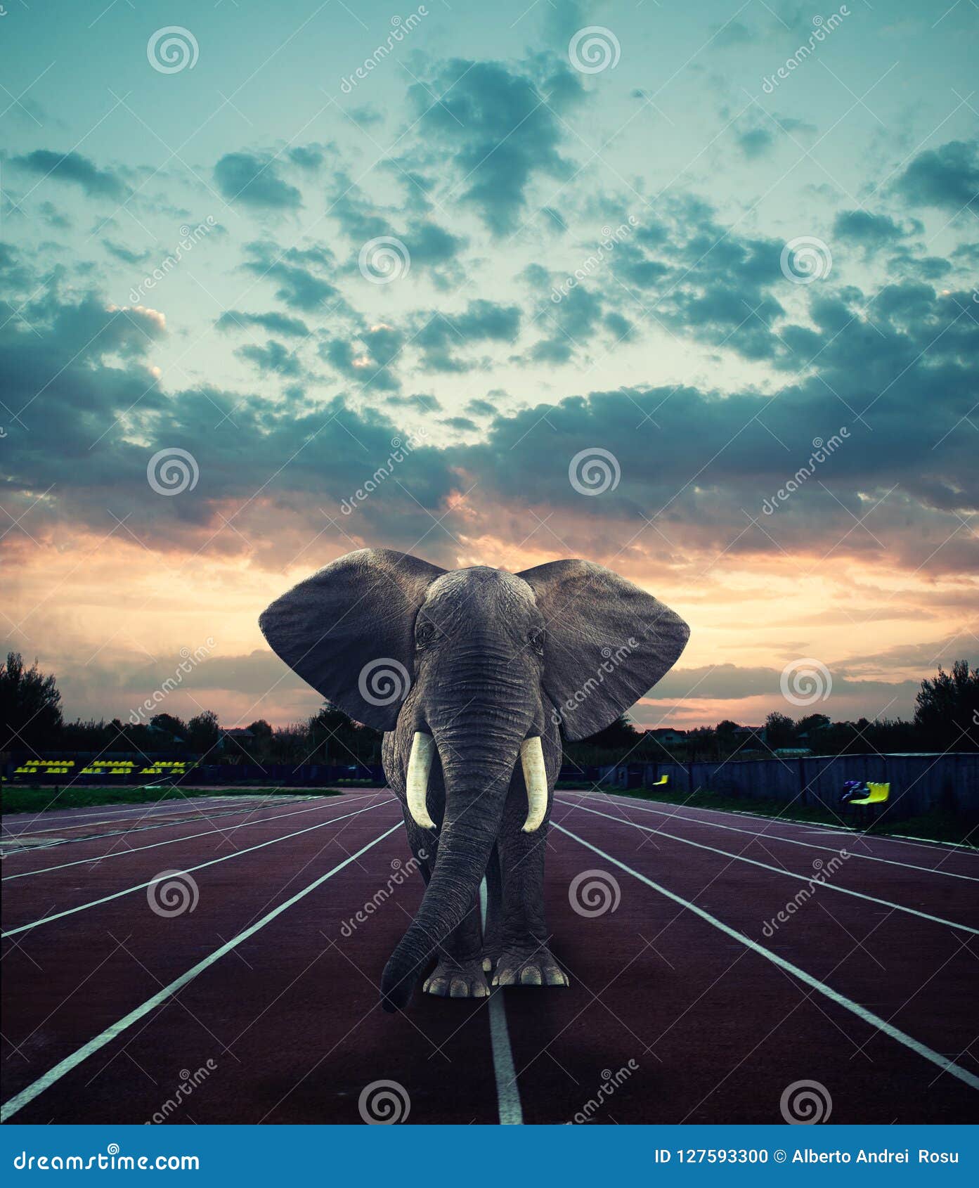 An Elephant on the Running Track Stock Photo - Image of wild ...