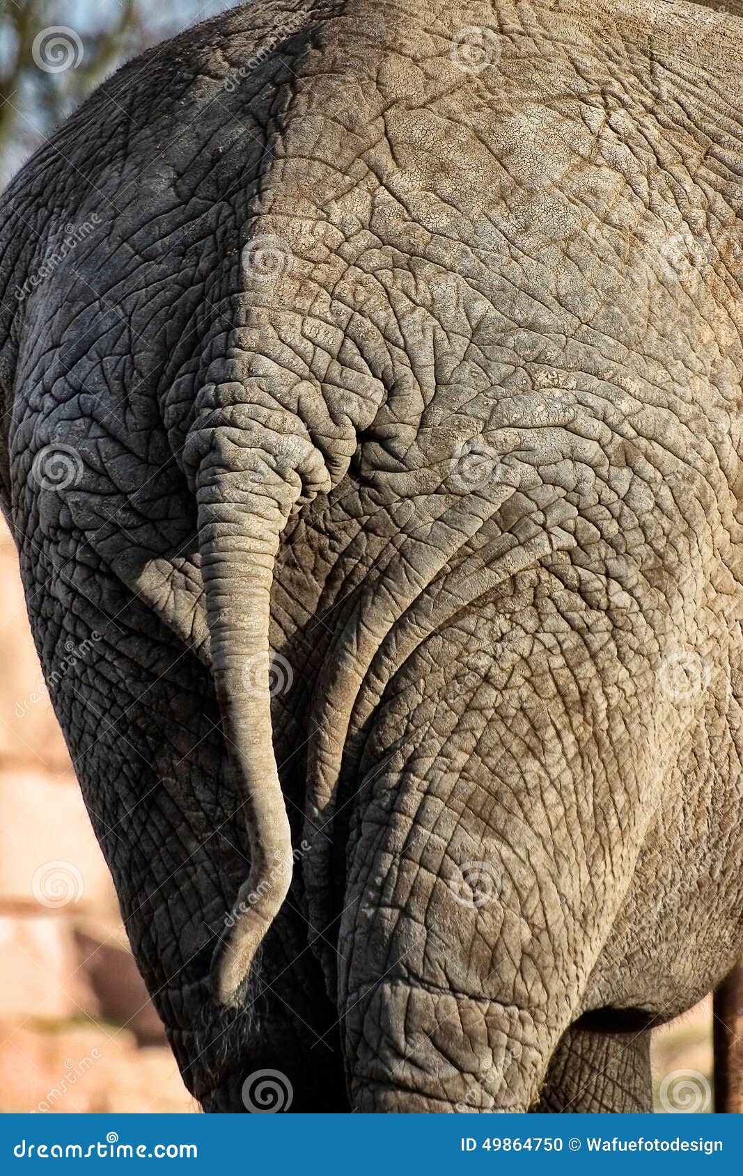 ElephantÂ´s Backside stock photo. Image of side, proboscis - 49864750