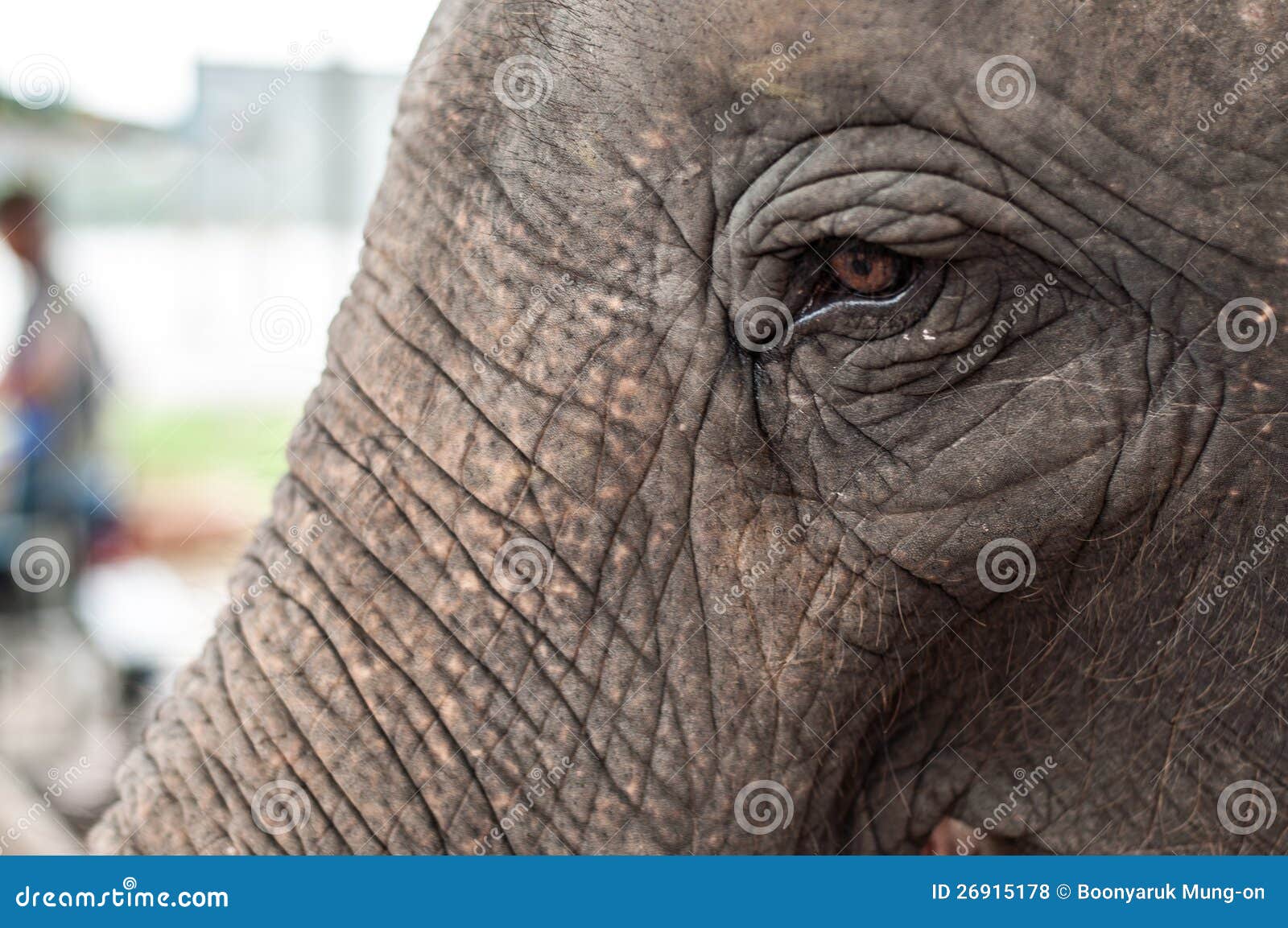 Elephant s eye stock photo. Image of elephant, head, trunk - 26915178