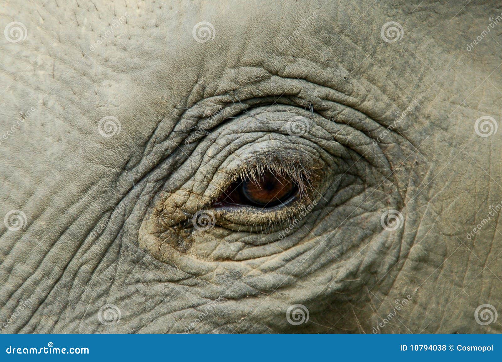 ElephantÂ´s eye close-up stock photo. Image of safari - 10794038