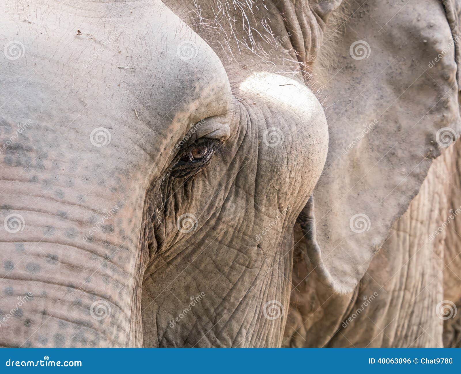 Elephant s eye stock photo. Image of elephant, large - 40063096