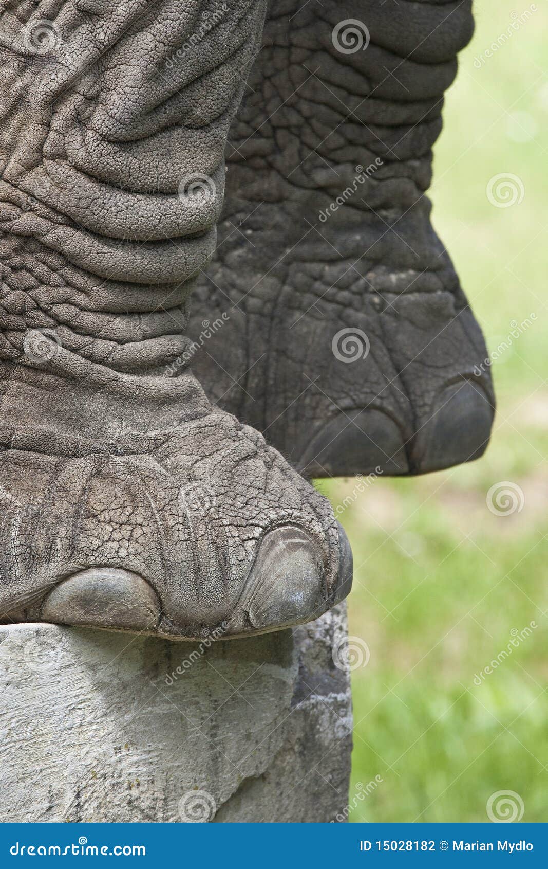 Elephant S Foot
