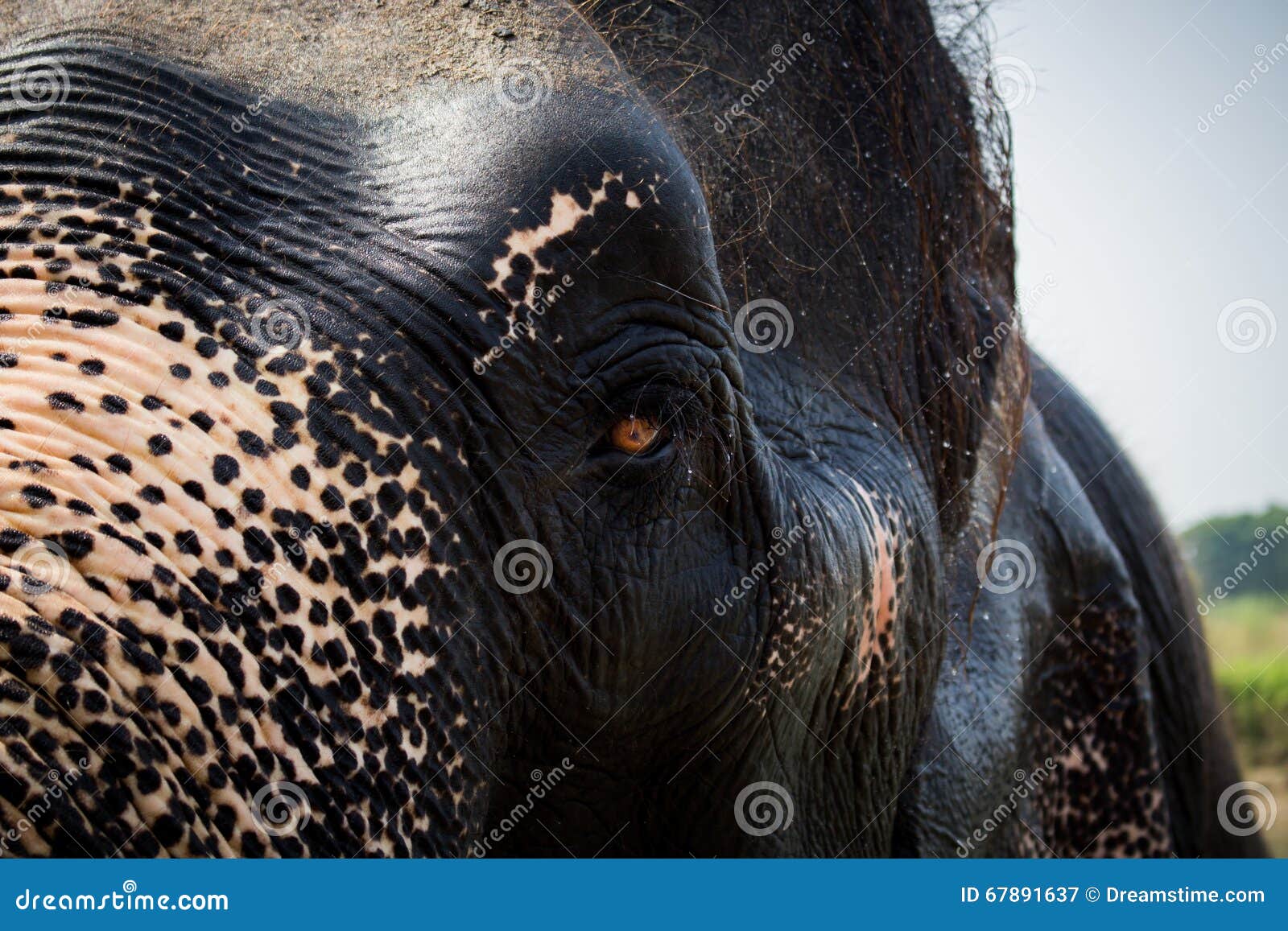 Elephant s half face stock image. Image of nepal, spots - 67891637
