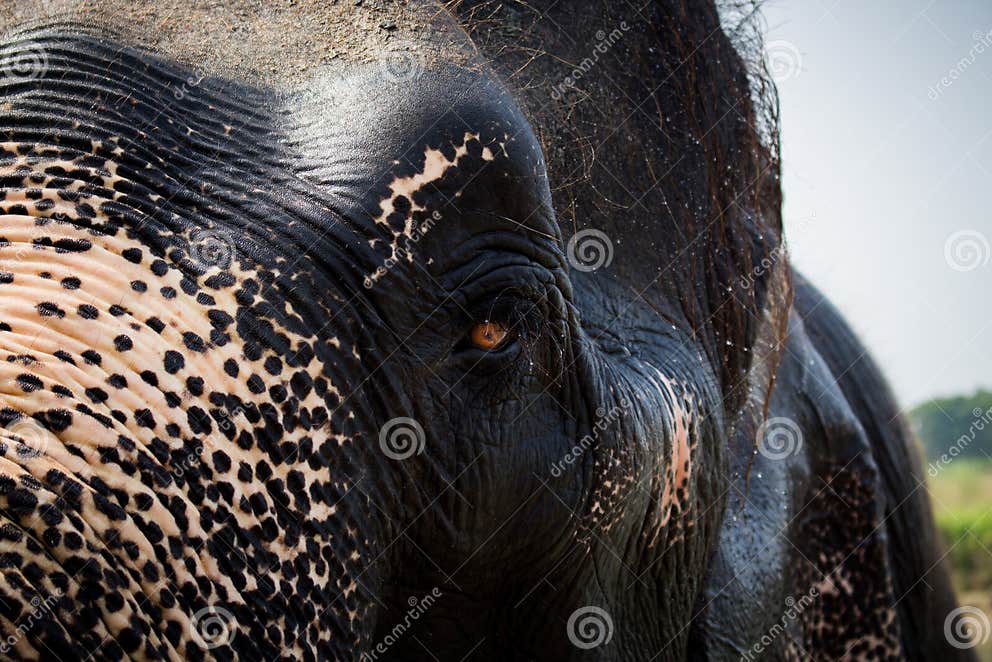 Elephant s half face stock image. Image of nepal, spots - 67891637