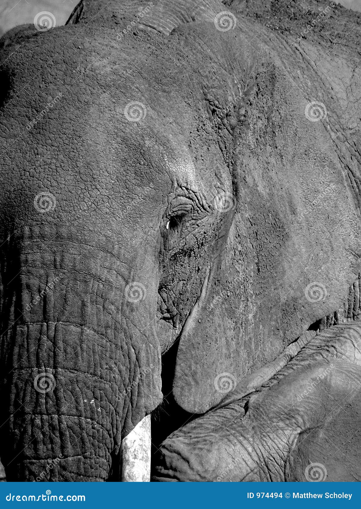Elephant s Head stock photo. Image of tone, greyscale, safari - 974494