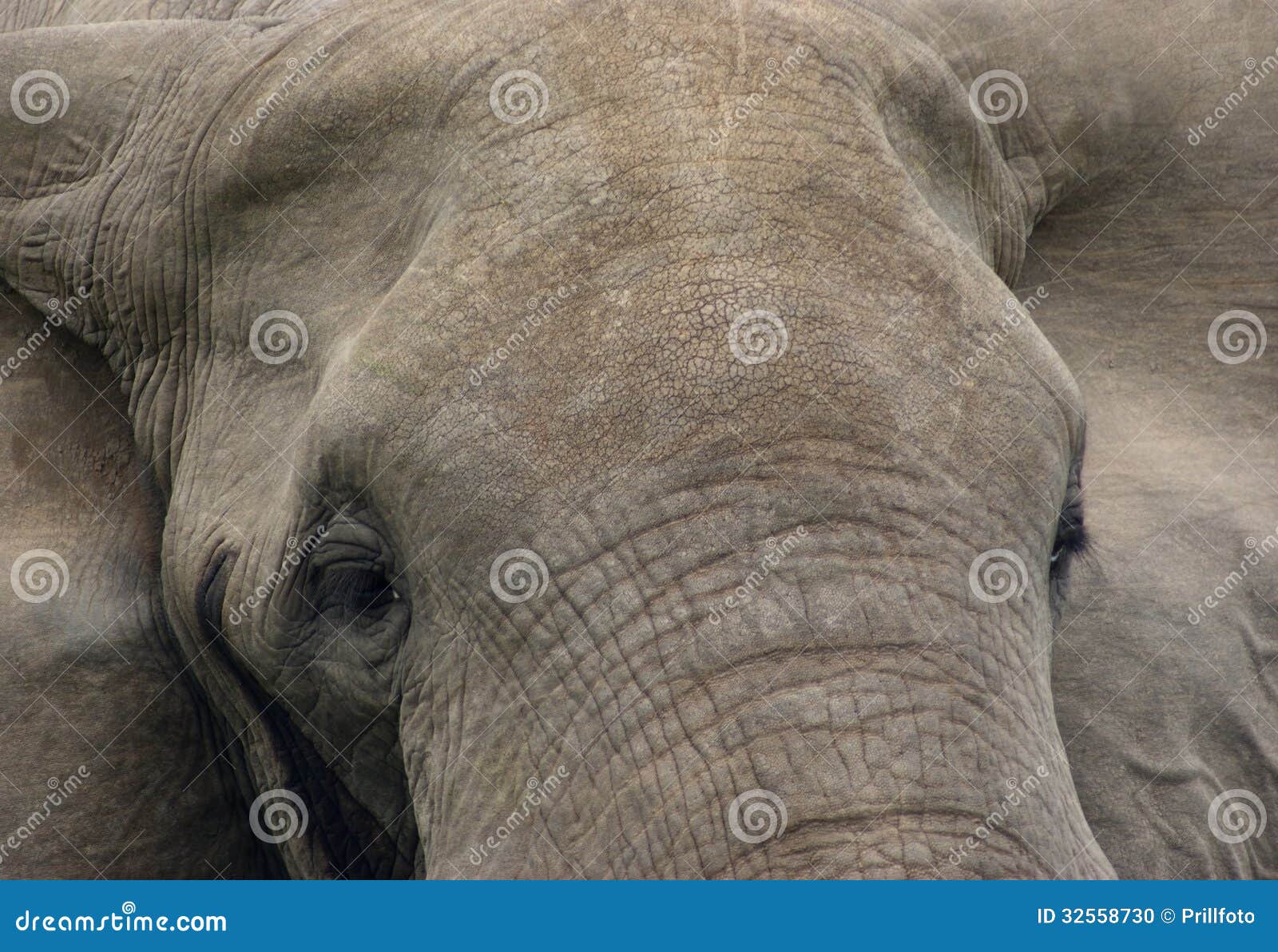 ElephantÂ´s head detail stock photo. Image of head, rough - 32558730