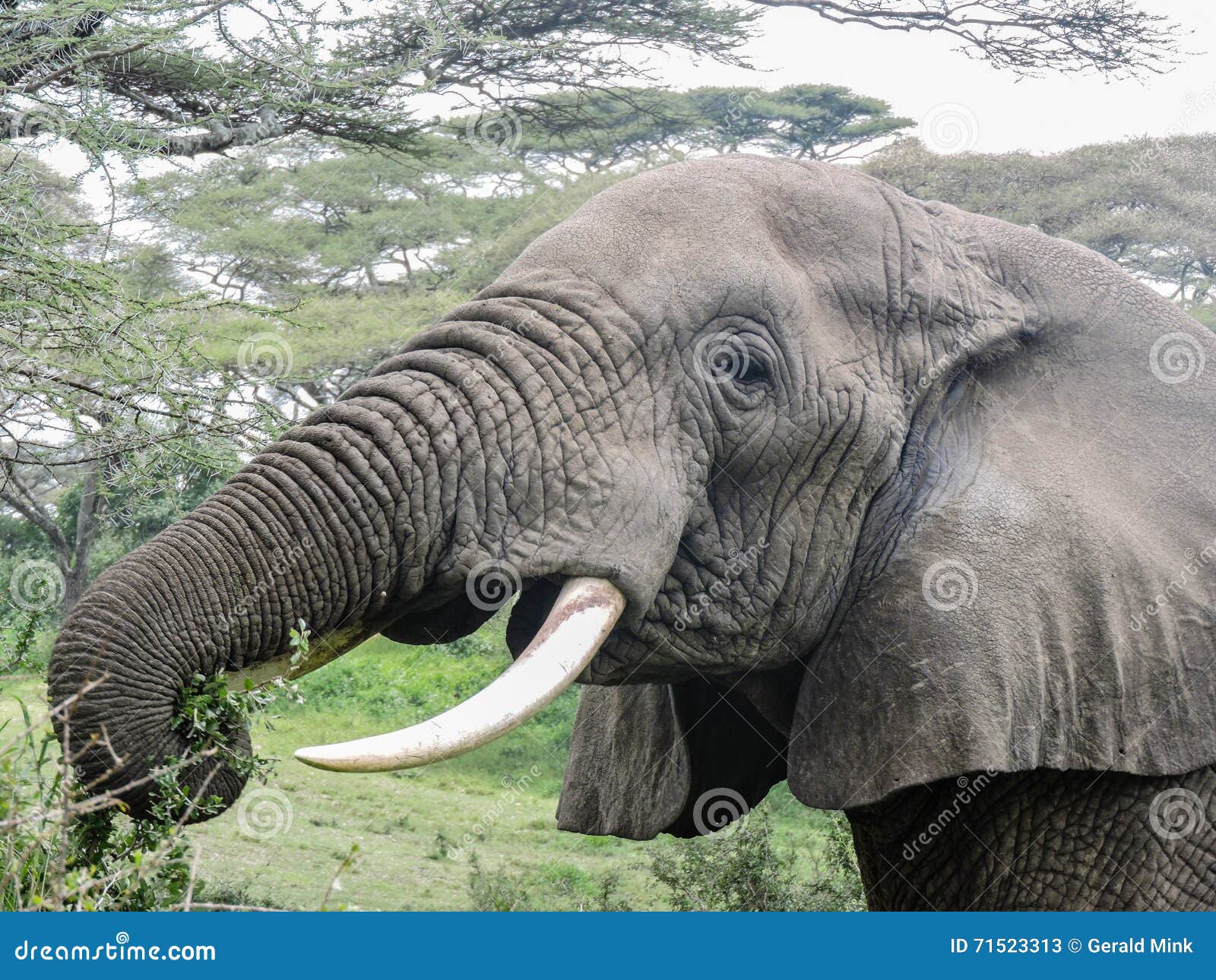 Elephant s Head (eating) stock image. Image of mammal - 71523313