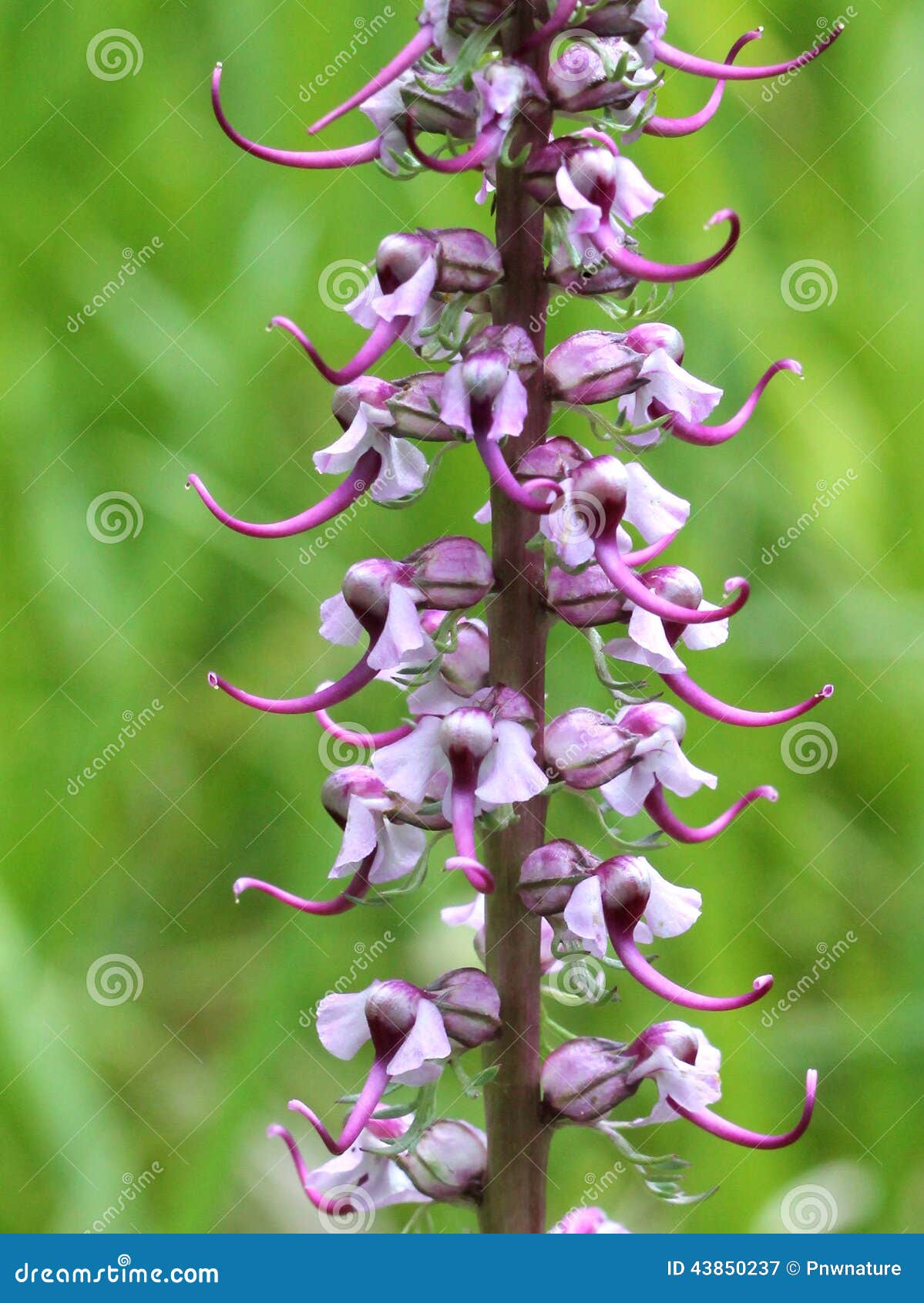 Elephants Head Flower stock image. Image of outdoors - 43850237