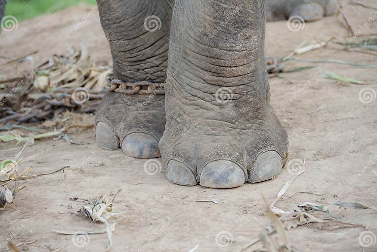 Elephant`s leg stock image. Image of elephants, adult - 92659361