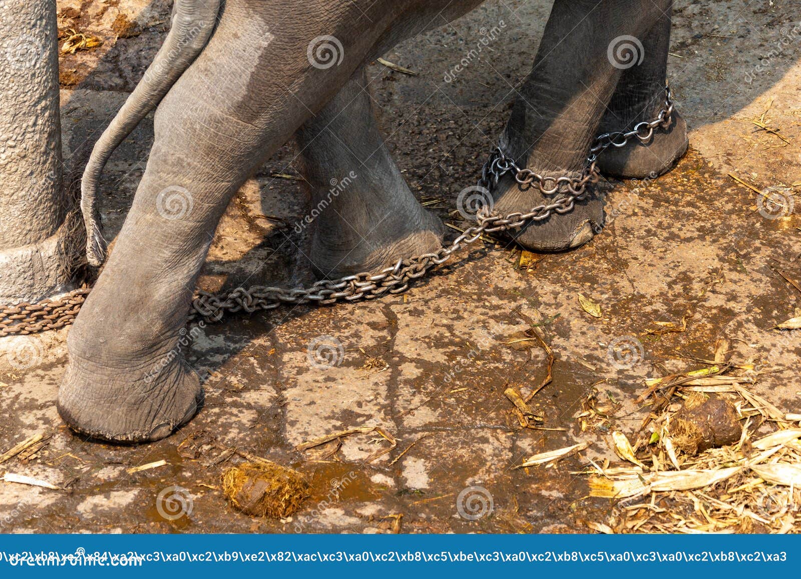 The Elephant S Legs are Chained in a Large Chain Stock Photo - Image of ...