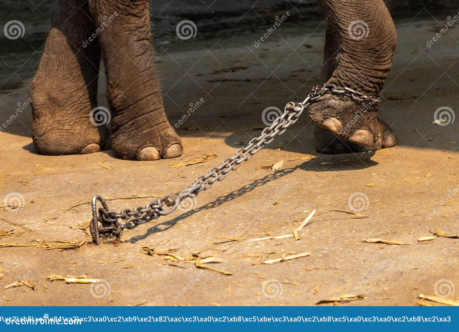 The Elephant S Legs are Chained in a Large Chain Stock Photo - Image of ...