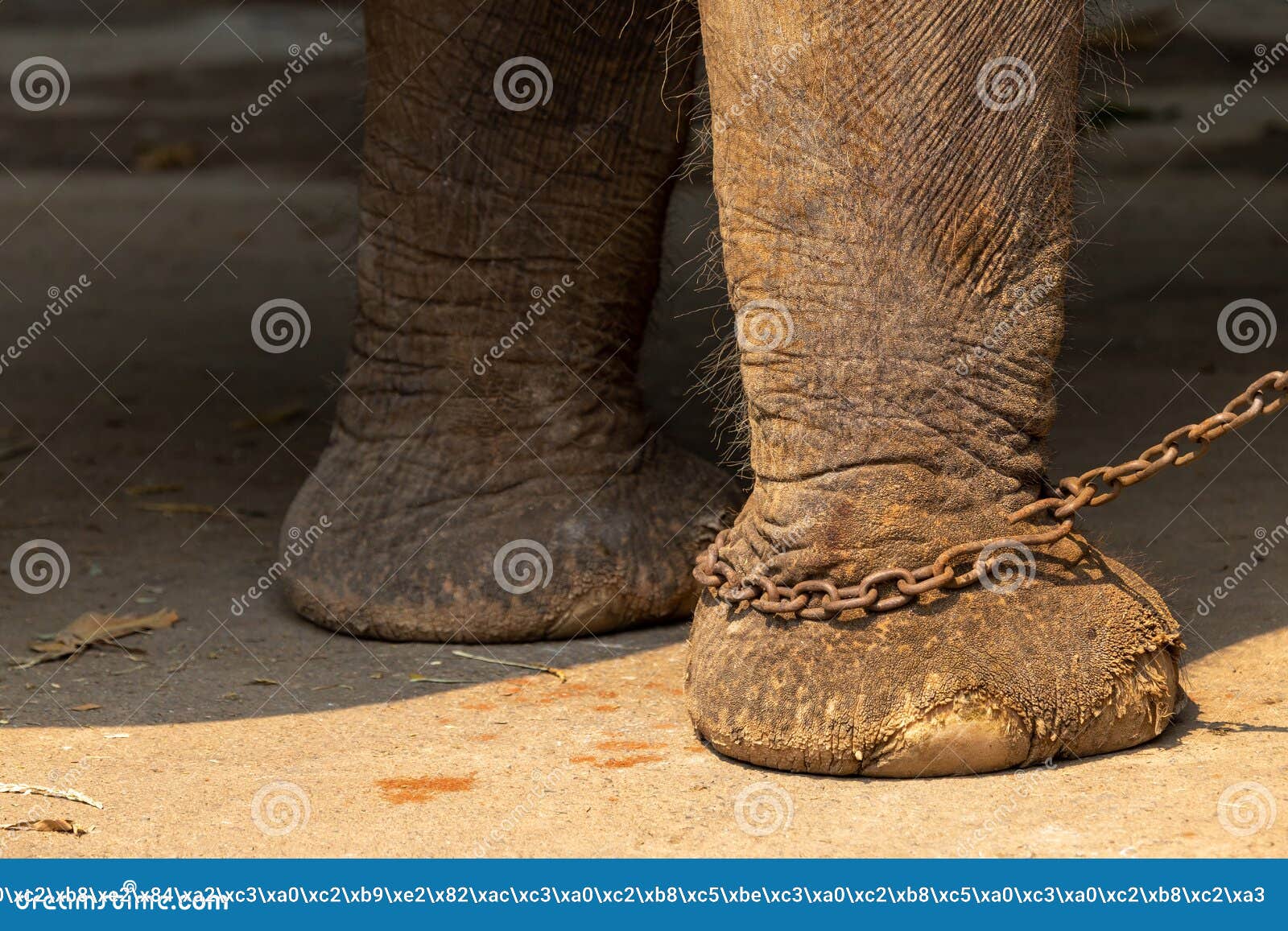 The Elephant S Legs are Chained in a Large Chain Stock Photo - Image of ...