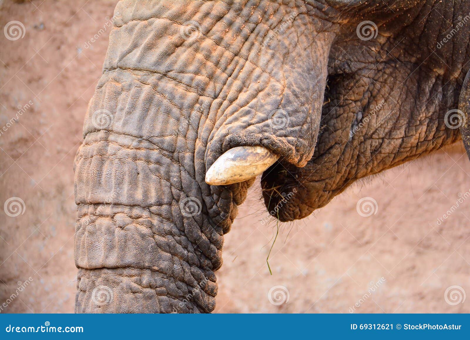 Elephant s mouth with tusk stock image. Image of close - 69312621
