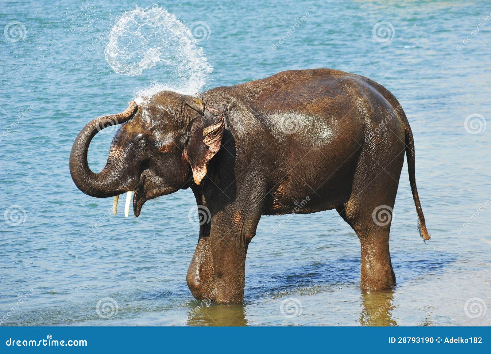 Elephant s shower stock photo. Image of shower, rough - 28793190