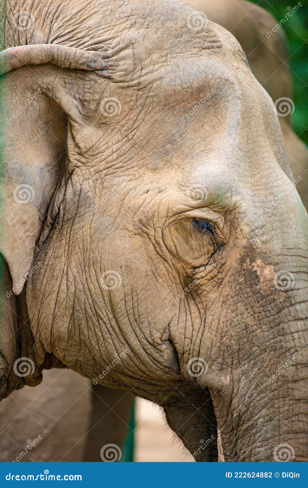Close Up Portrait of an Elephant Head Stock Photo - Image of wildlife ...