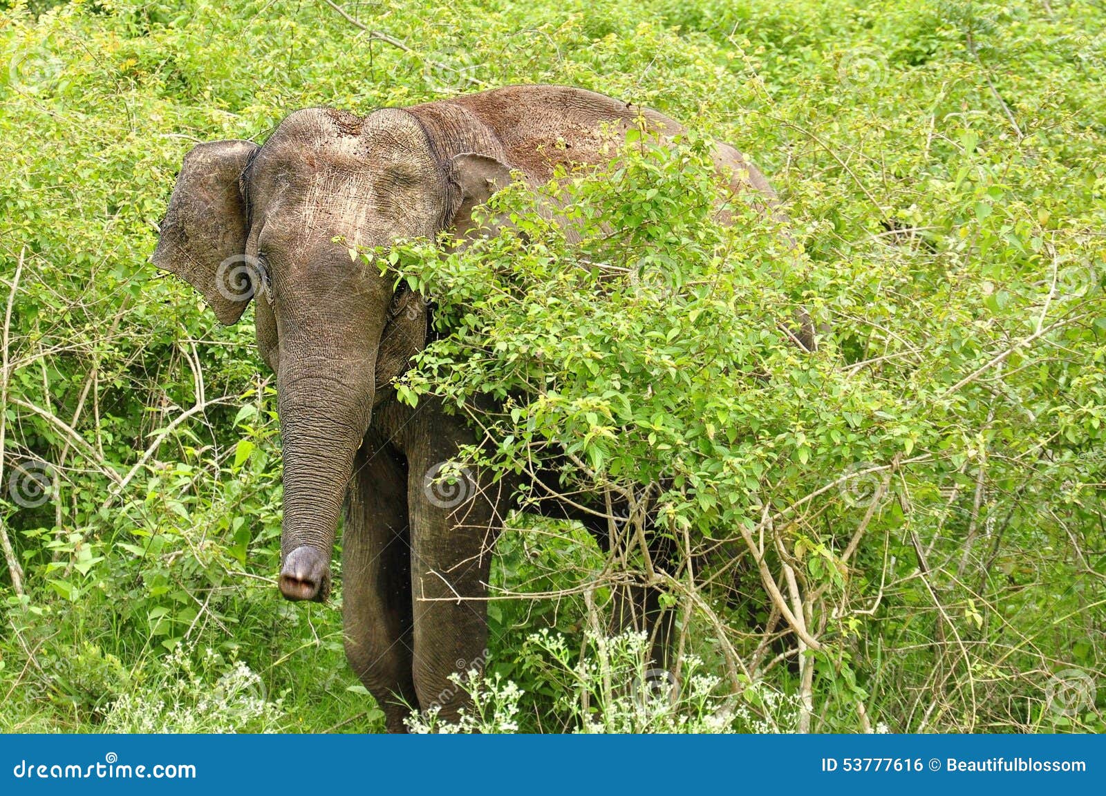 Elephant in Safari of India Stock Photo - Image of animal, protected ...