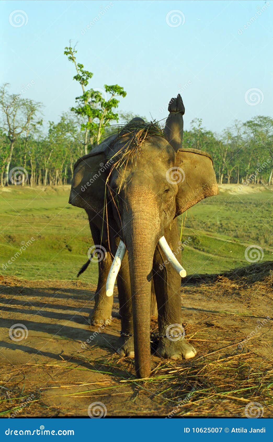 Elephant, Sauraha, Nepal stock image. Image of nepal - 10625007