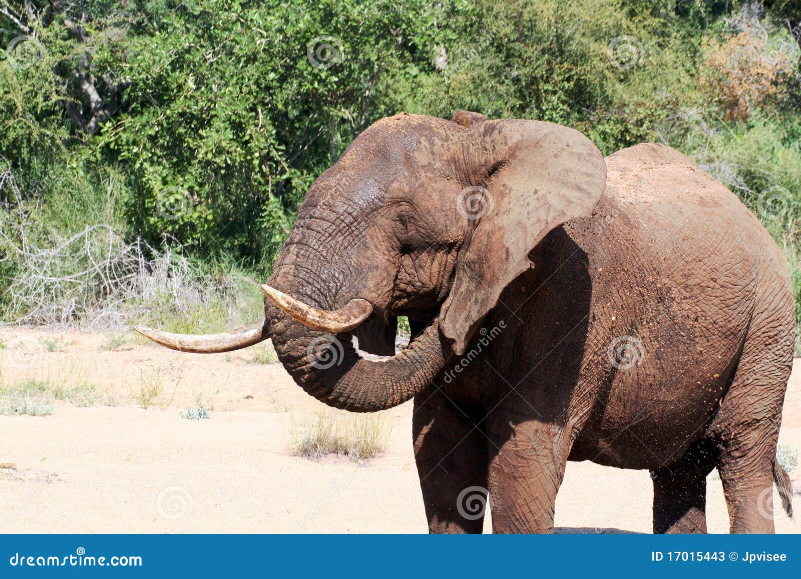 Elephant Scratching stock image. Image of riverbed, elephant - 17015443