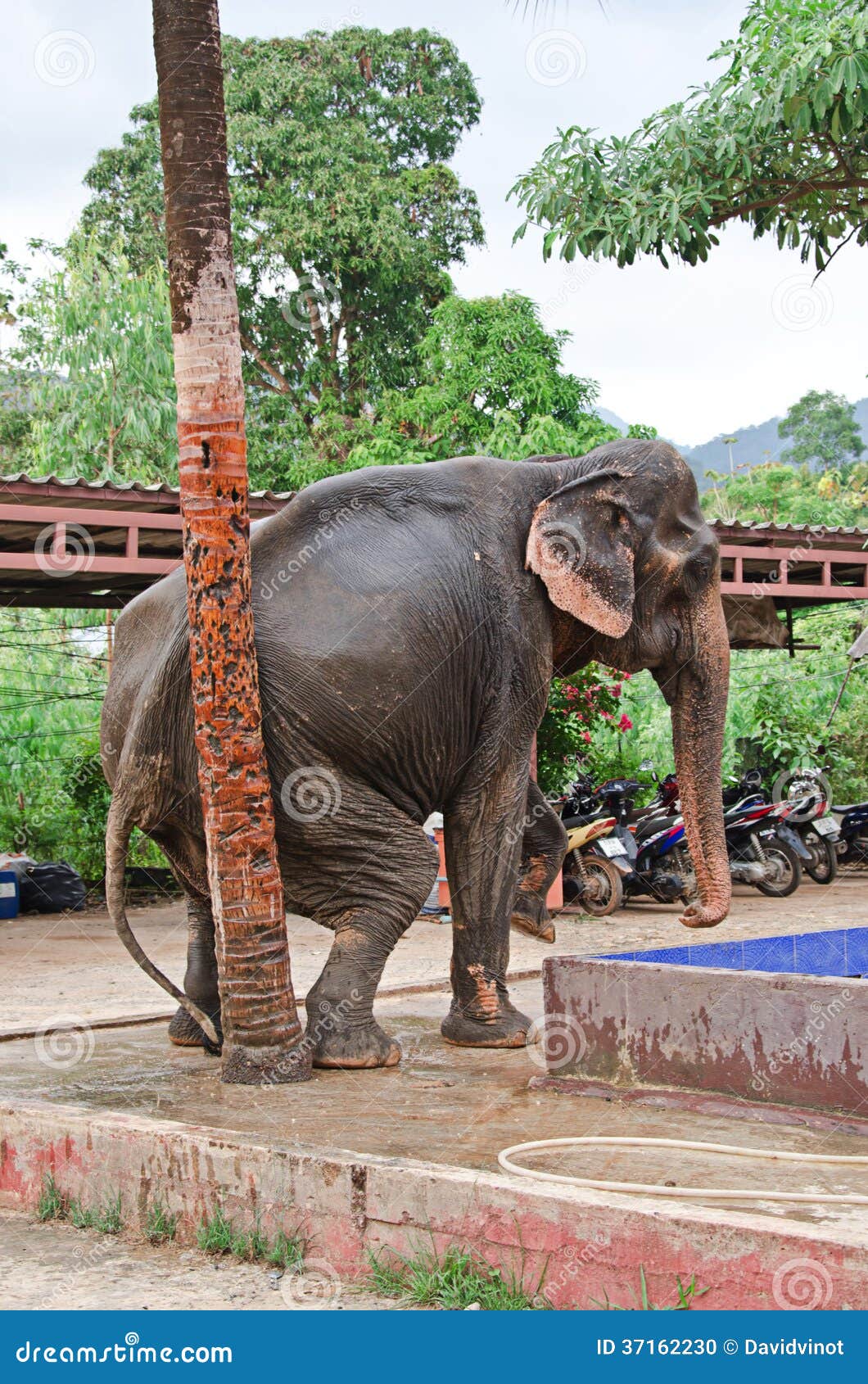 Elephant Scratching Against a Tree Stock Photo - Image of tree, trunk ...