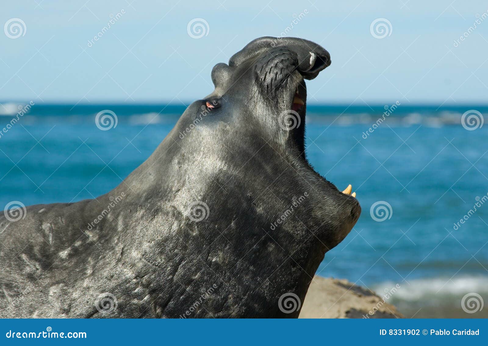 Bellowing Elephant Stock Photos - Free & Royalty-Free Stock Photos from ...