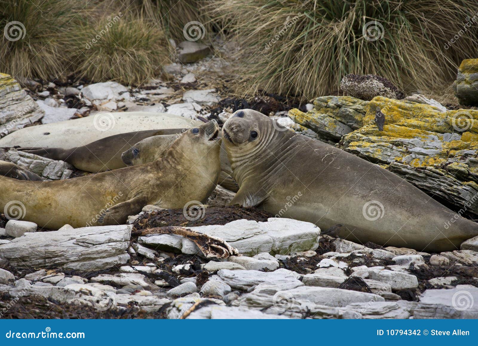 Elephant Seal - Falklands stock photo. Image of teeth - 10794342
