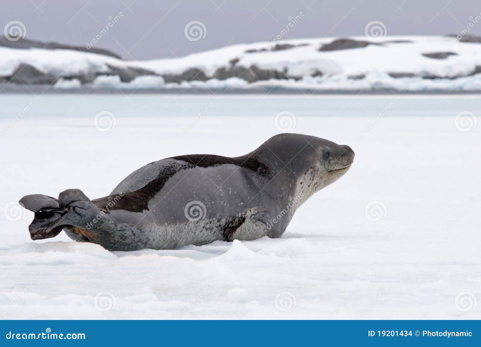 Elephant seal on ice stock photo. Image of polar, cold - 19201434