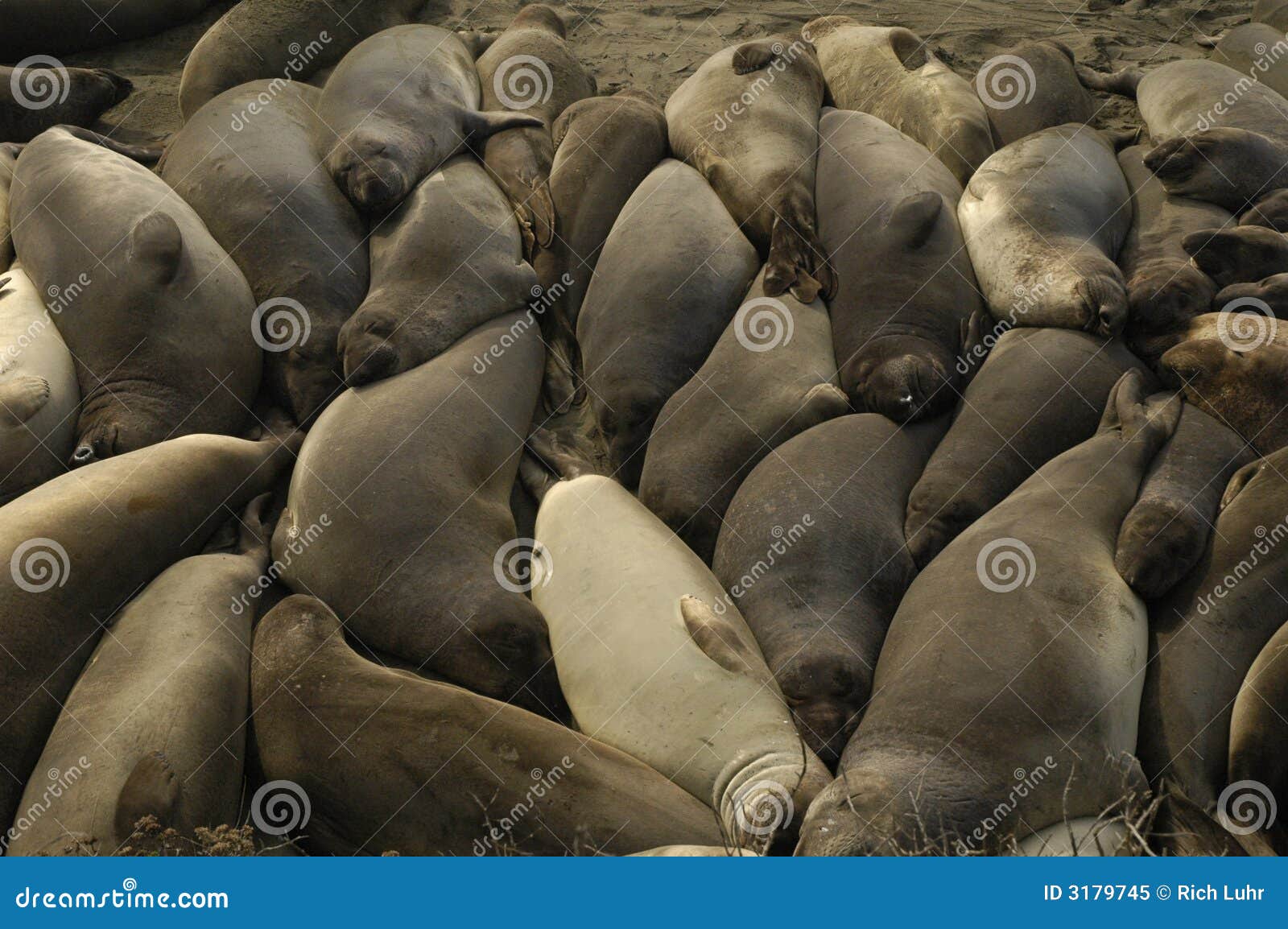 Elephant Seals Laying On Rocks Stock Photography | CartoonDealer.com ...