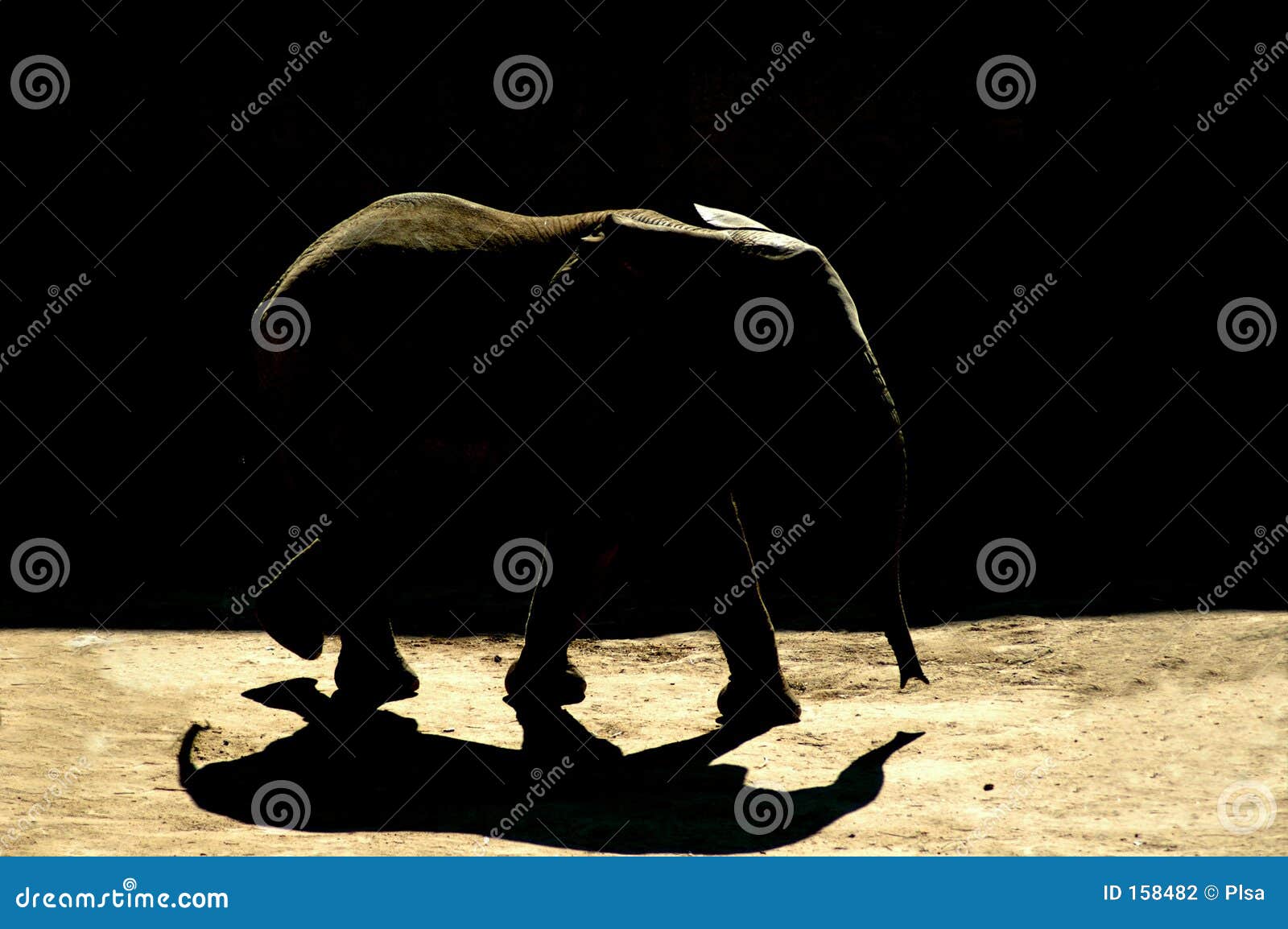 Elephant shadow stock photo. Image of elephant, contrast - 158482