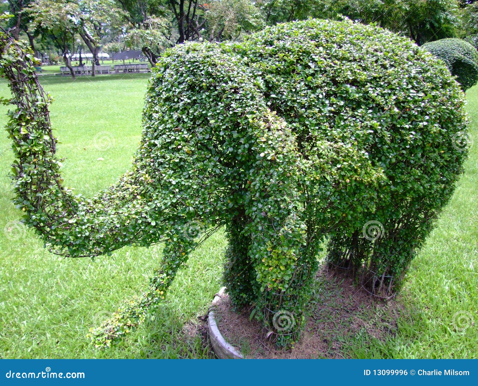Elephant shaped bush. stock photo. Image of growth, cultivated - 13099996