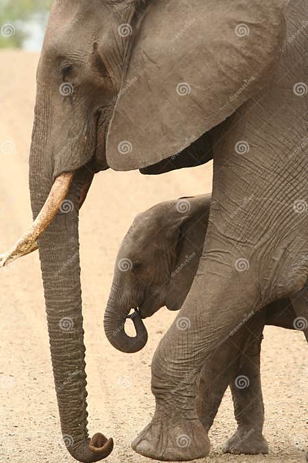 Elephant shield stock photo. Image of baby, protection - 11572602
