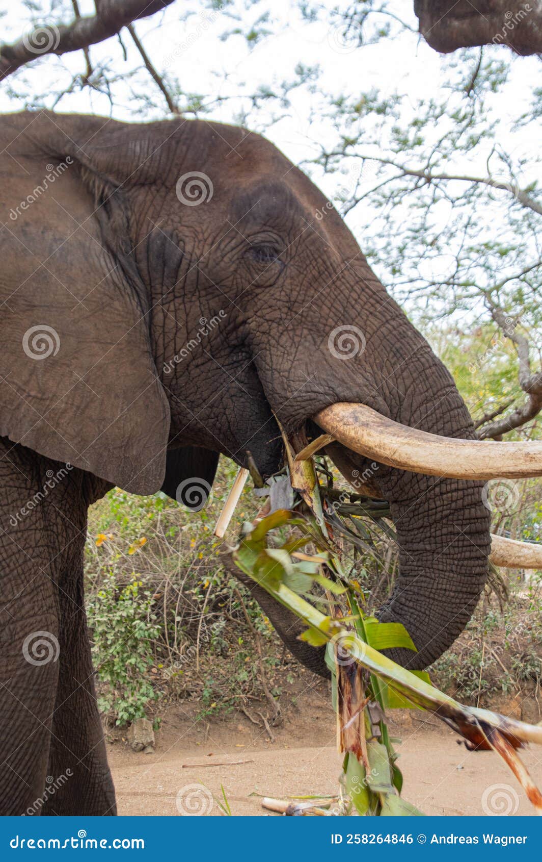 Elephant show stock photo. Image of adventure, elephant - 258264846