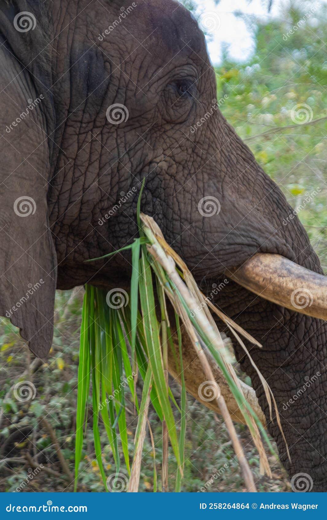 Elephant show stock photo. Image of touch, south, animal - 258264864