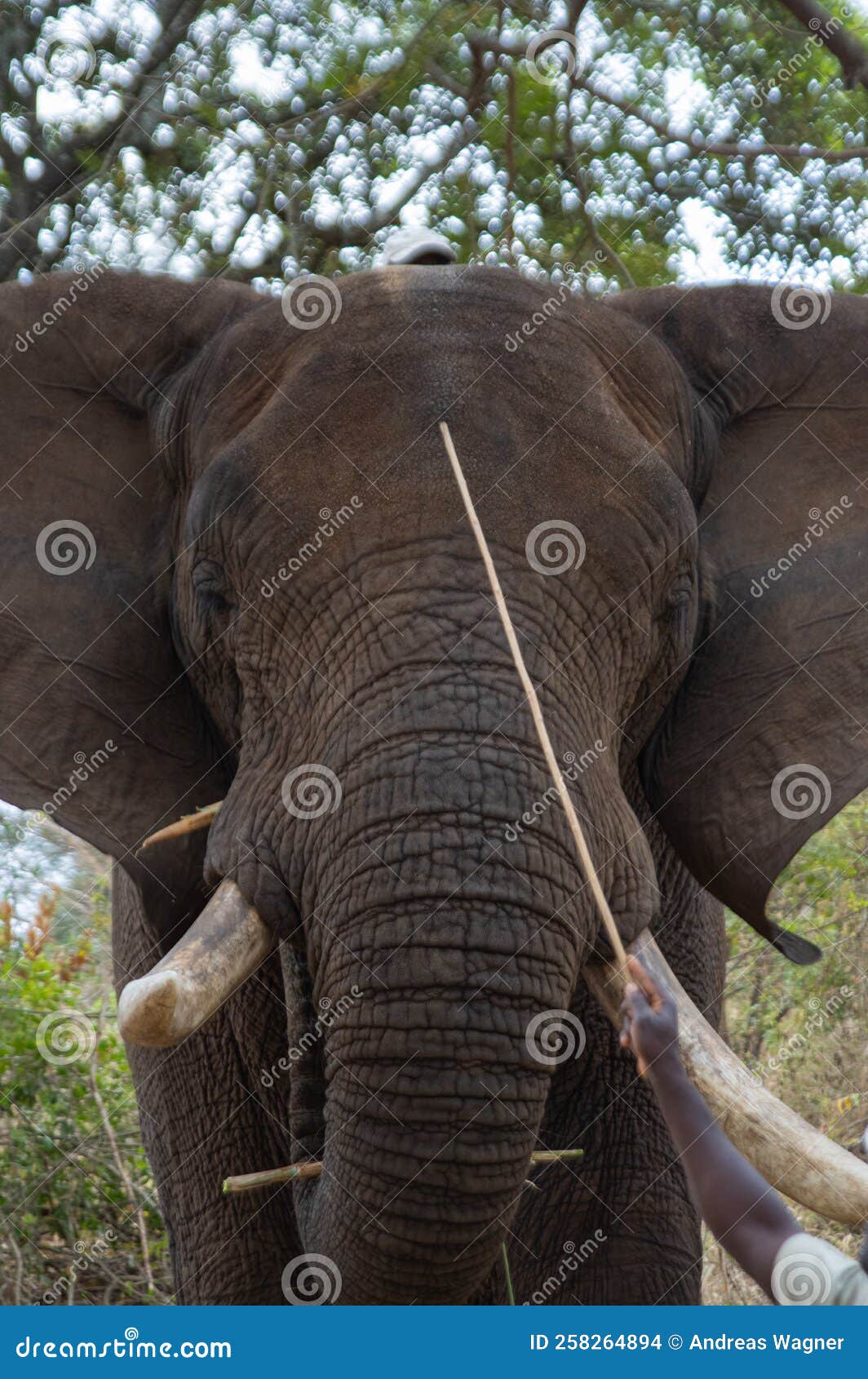 Elephant show stock photo. Image of touch, wild, gray - 258264894