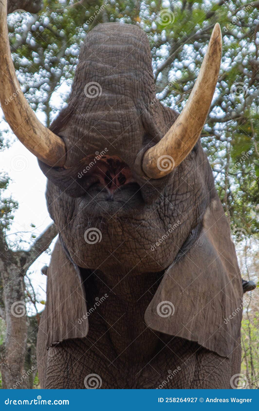 Elephant show stock image. Image of adventure, pachyderm - 258264927