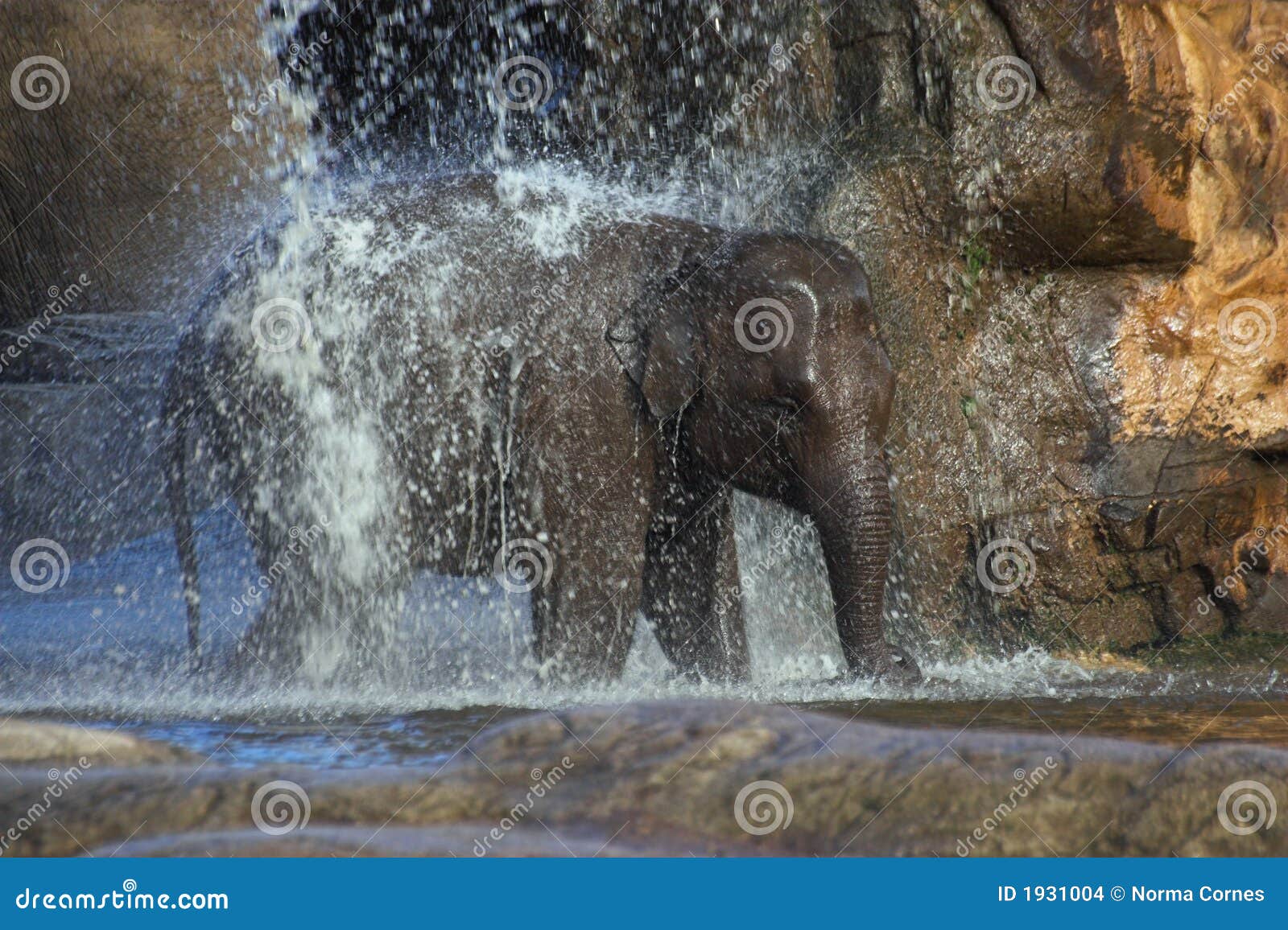 Elephant shower stock photo. Image of asian, dangerous - 1931004