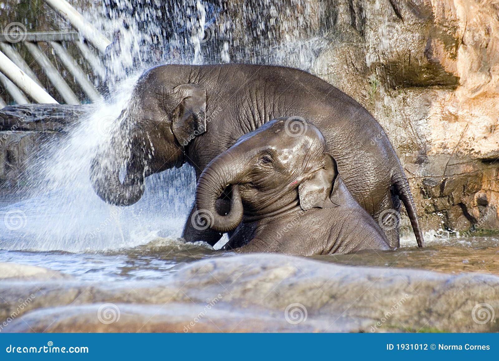 Elephant shower stock photo. Image of isolated, asian - 1931012