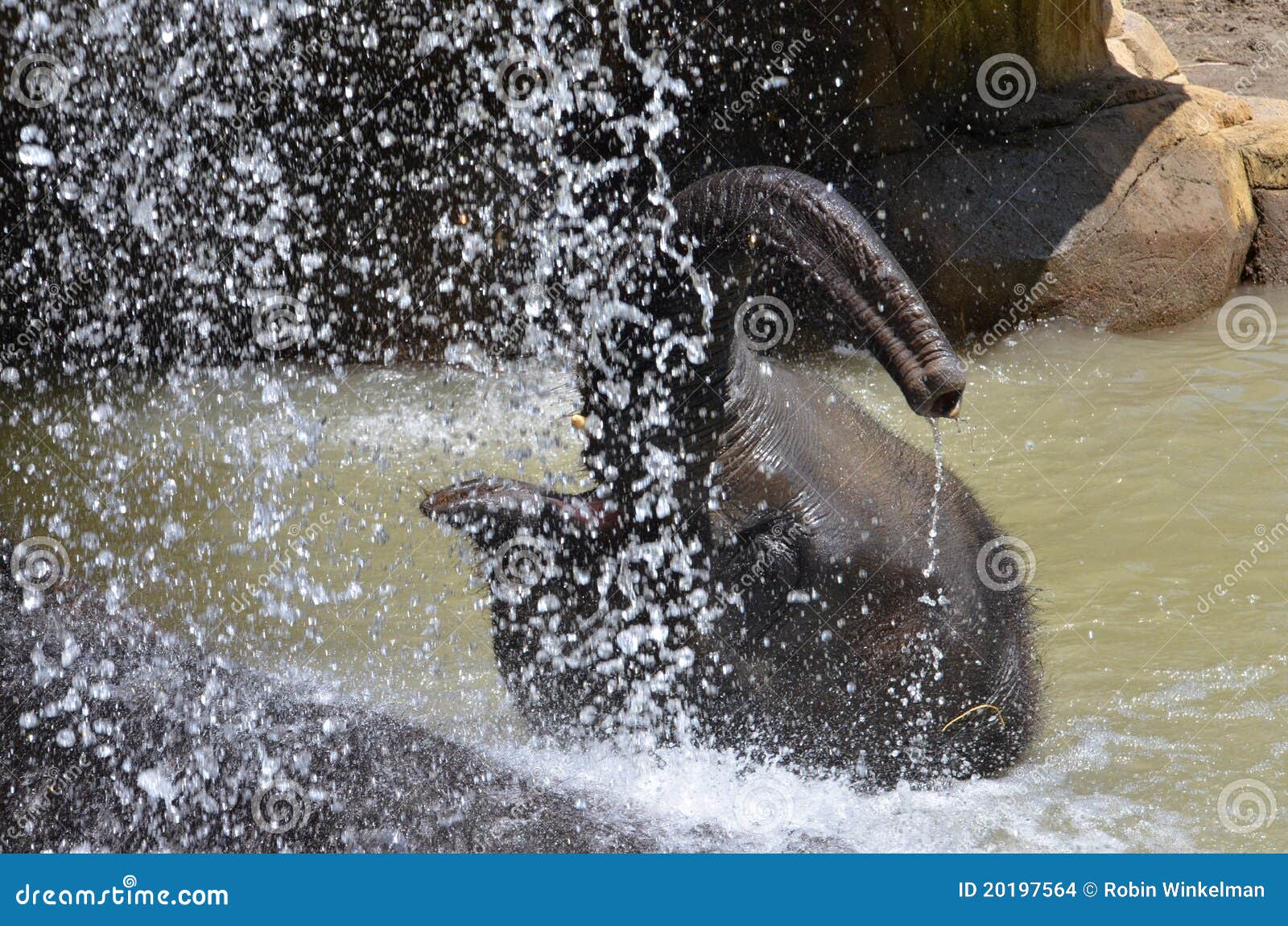 Elephant shower stock photo. Image of youngster, spray - 20197564