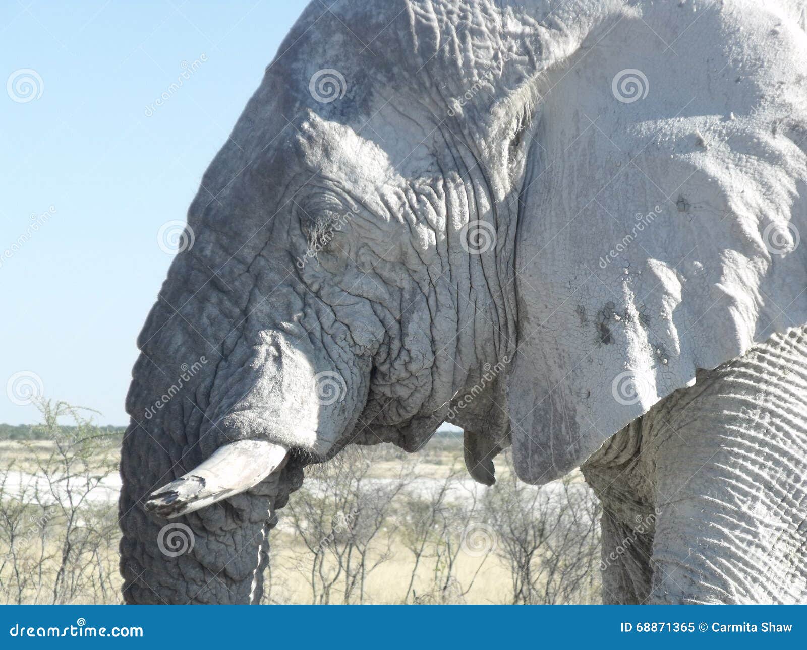 Elephant Showing His Age Stock Photos - Free & Royalty-Free Stock ...