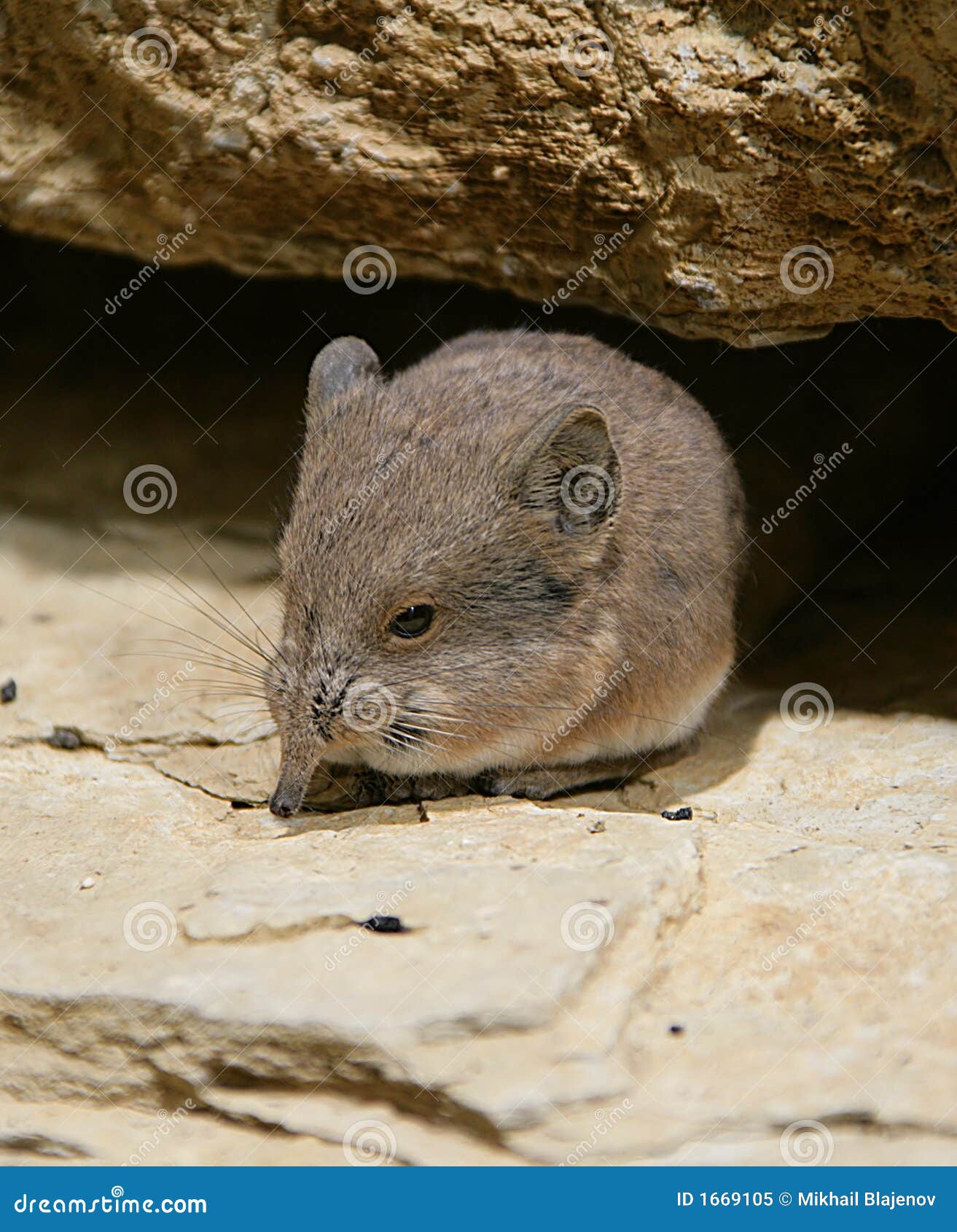 Elephant shrew 2 stock image. Image of small, rodent, gnaw - 1669105