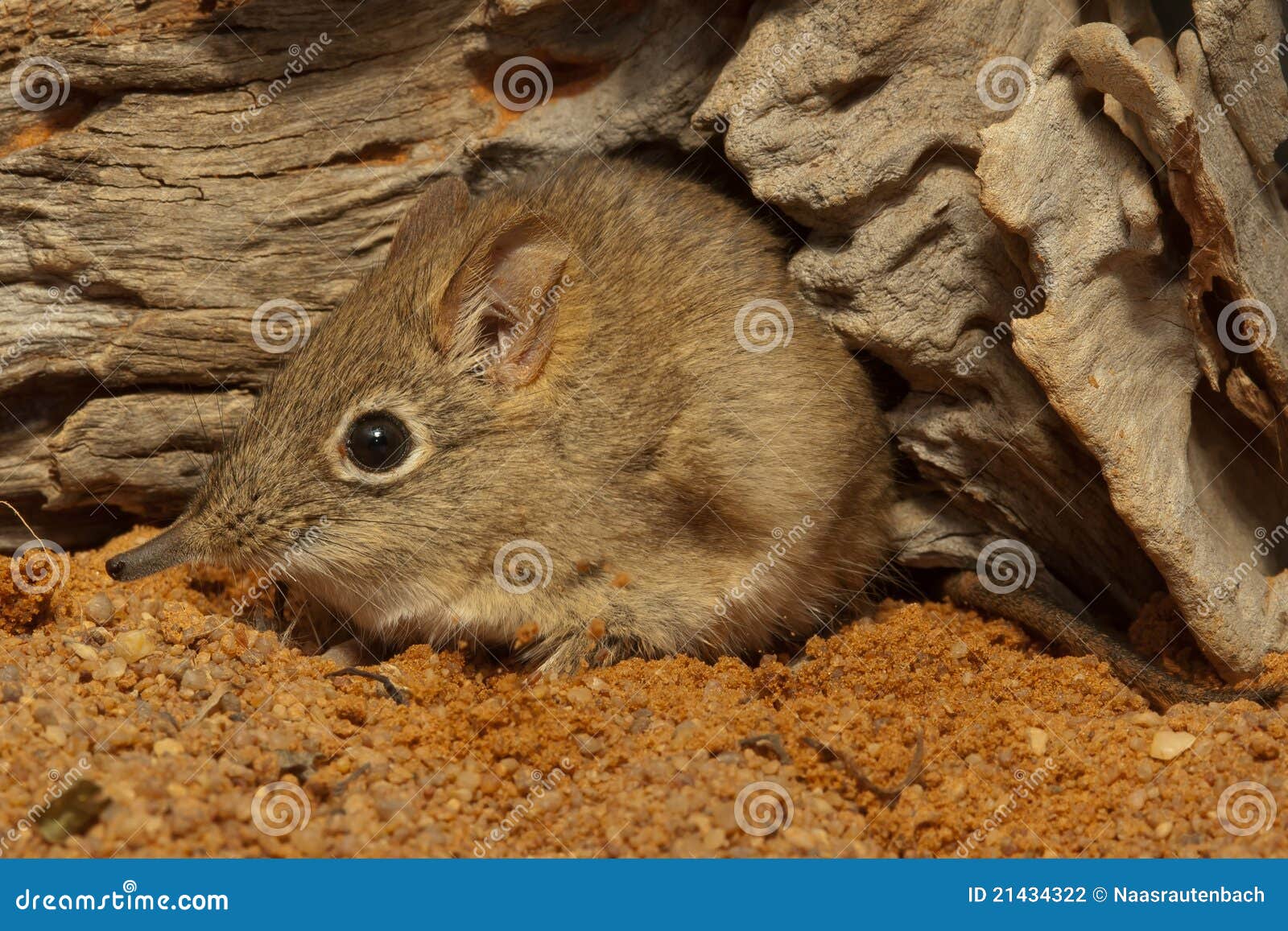 Elephant shrew stock photo. Image of shrew, insectivore - 21434322