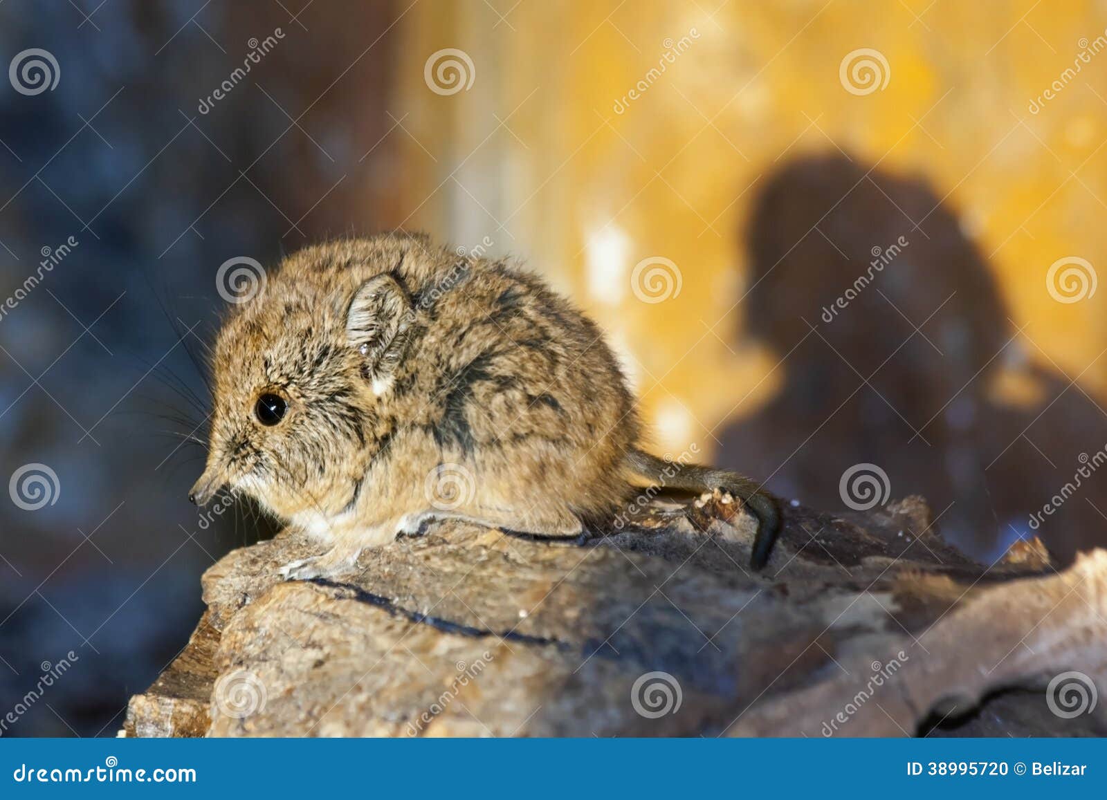 Elephant shrew baby stock photo. Image of young, mammal - 38995720