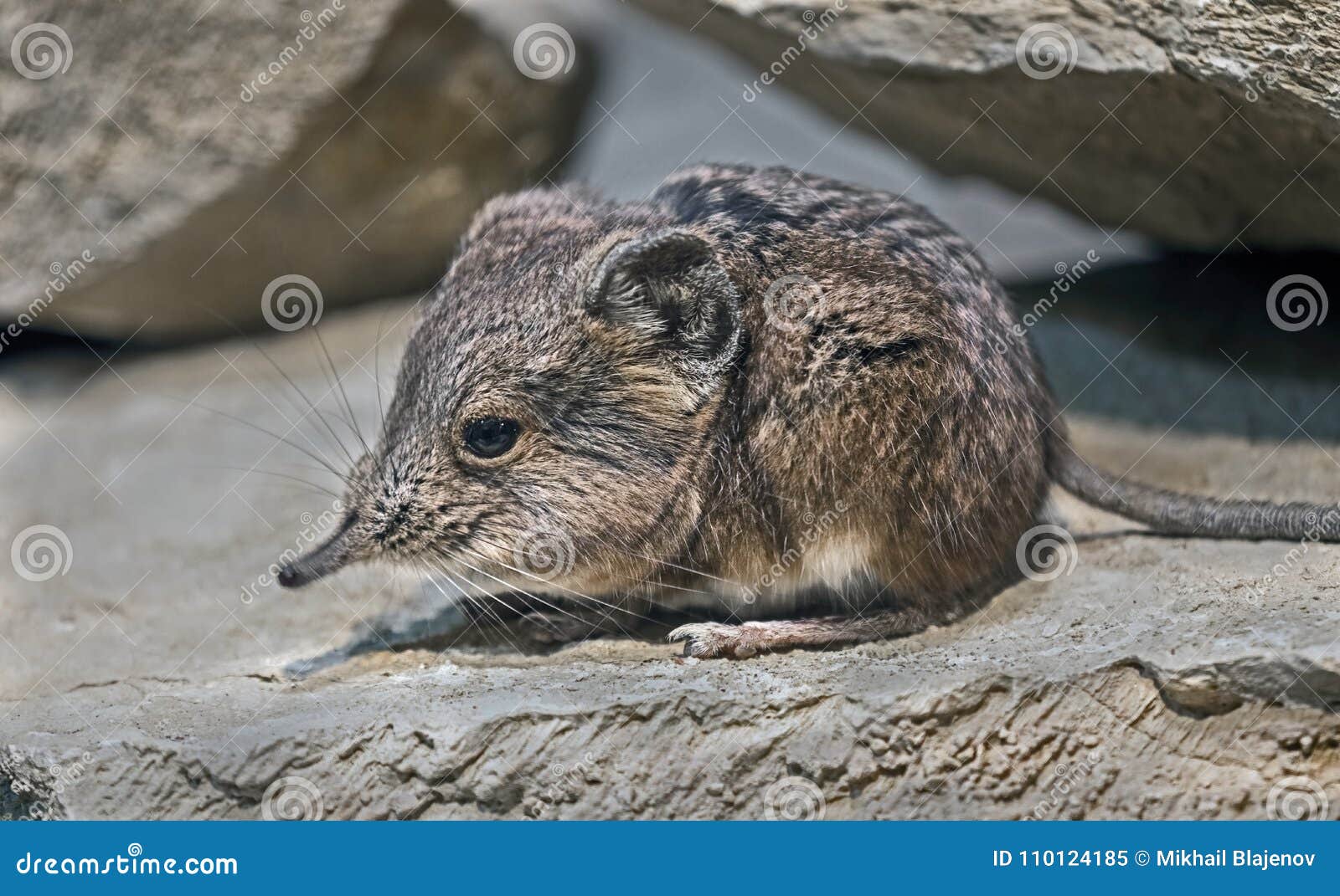 Elephant shrew 5 stock image. Image of reserve, elephant - 110124185