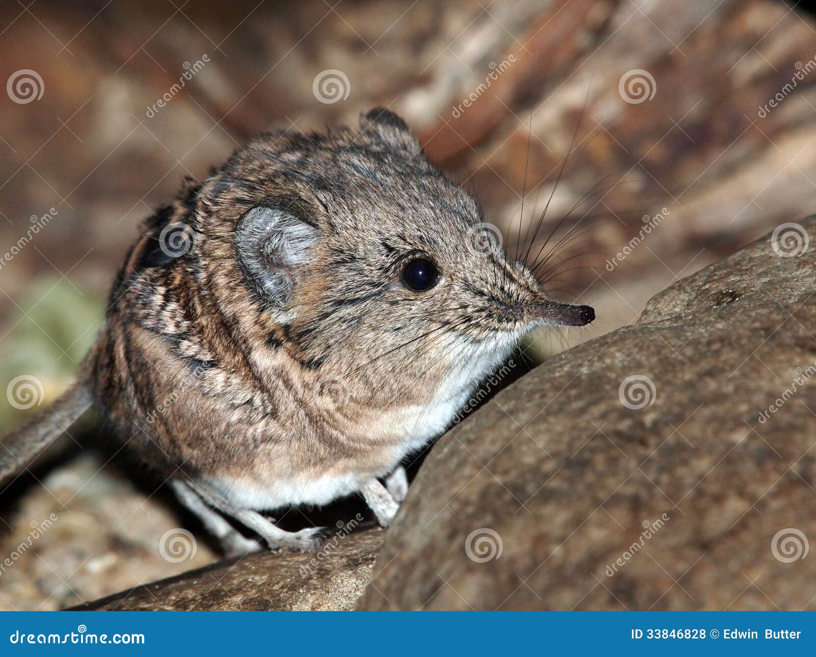 Elephant shrew stock photo. Image of tiny, africa, closeup - 33846828